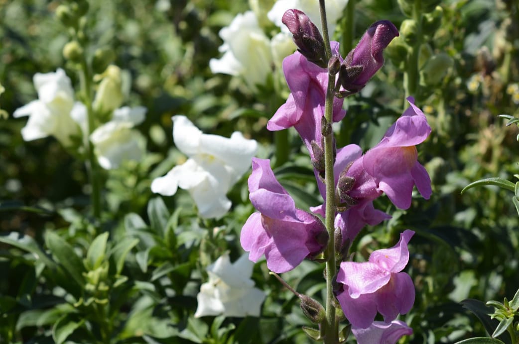 15 Flowers That Bloom in November, list of November flowers ...