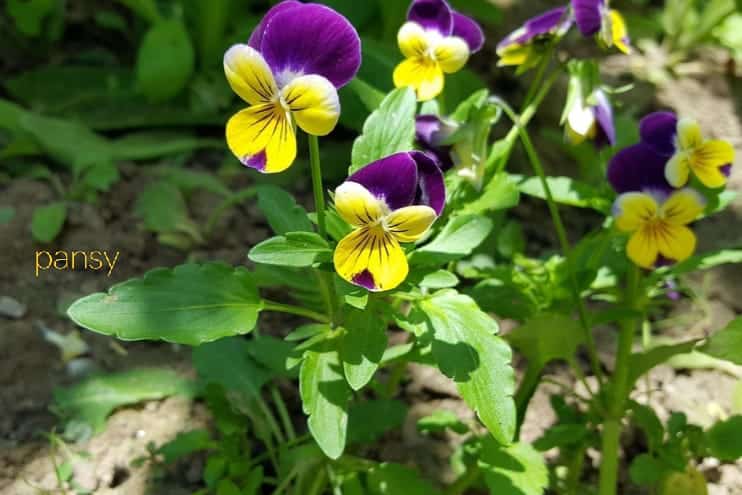 15 Flowers That Bloom in November, list of November flowers ...