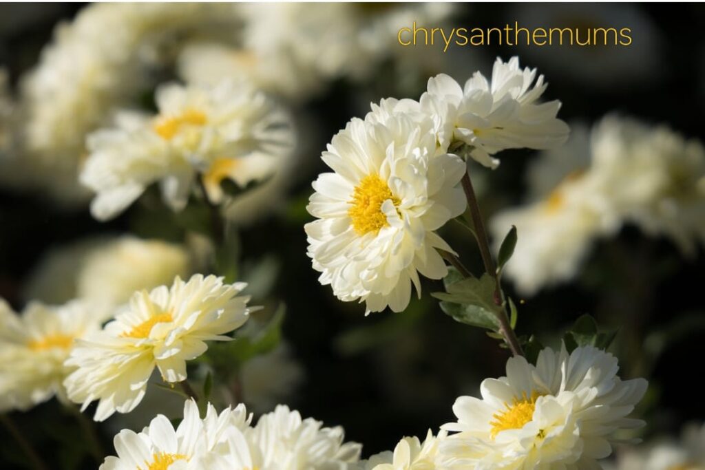 15 Flowers That Bloom in November, list of November flowers ...