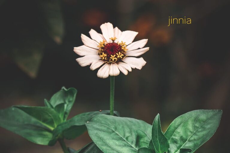 15 Flowers That Bloom in November, list of November flowers ...
