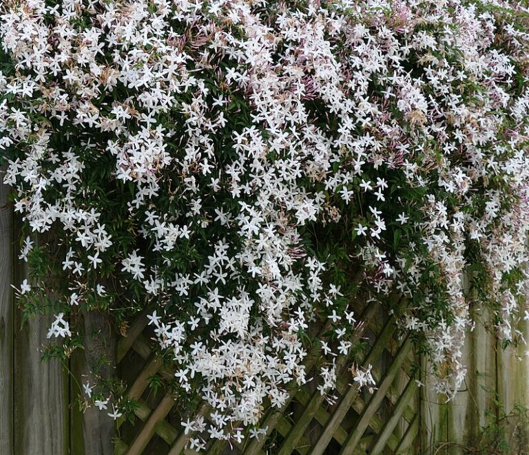 25 Creeper Flowering Plants in India: Stunning Varieties for Your ...