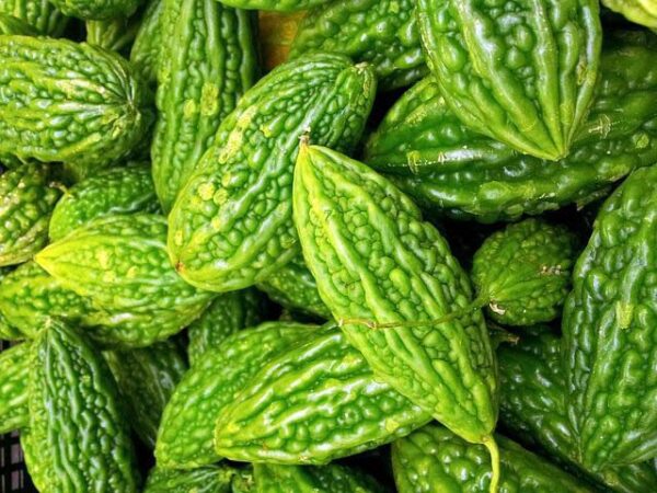 Bitter Gourd Plant: Complete Growing and Care Guide | Fruit | Gardening Bud