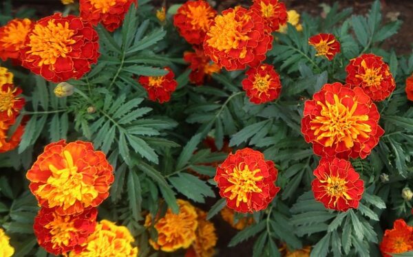 25 Winter Flowers in India with Names and images. | Flower | Gardening Bud