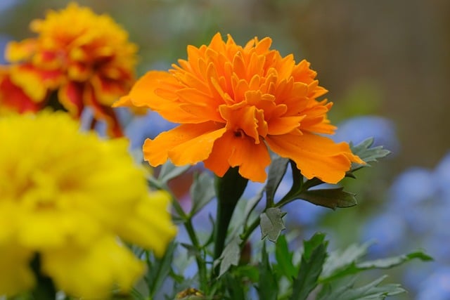 15 Flowers That Bloom in November, list of November flowers ...