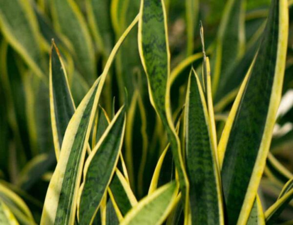 10 benefits of snake plant: The Ultimate Guide for Beginners ...