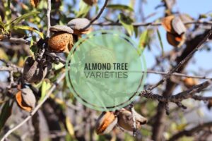 Varieties of Almonds in India and Their Unique Features Explained ...