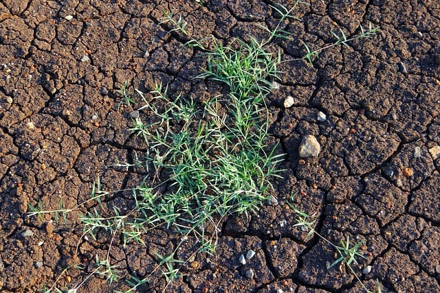 Benefits of Durva Grass: A Complete Guide for Gardeners | Plants ...