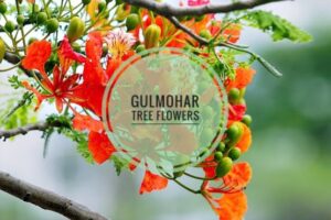 Gulmohar Tree Flower: A Fiery Beauty for Gardens and Streets | Flower ...