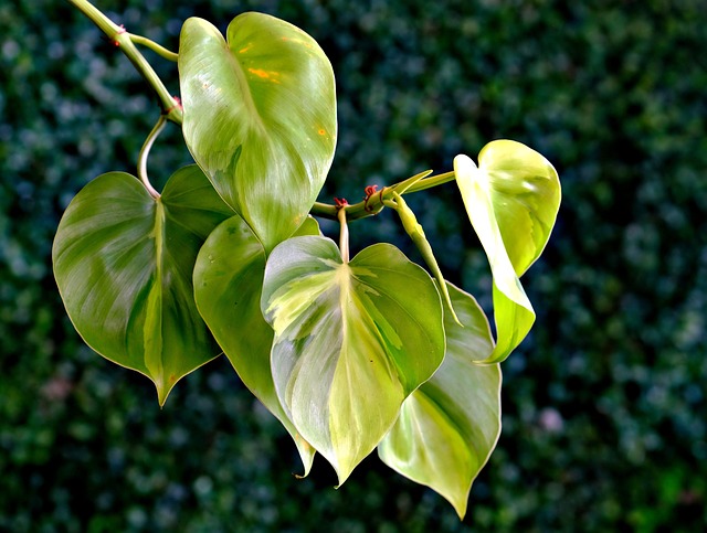 Top 20 Climber Plants in India: Flowering and Ornamental plants You’ll ...