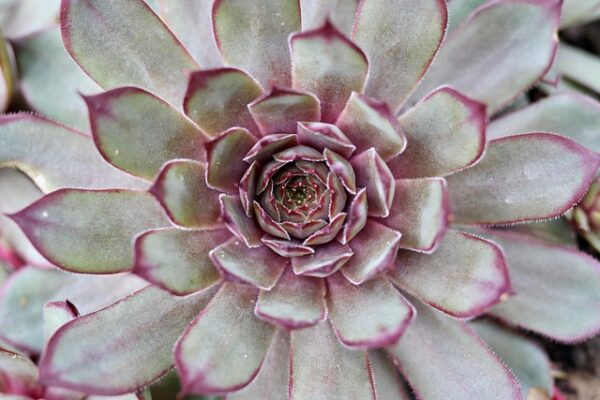Laxmi Kamal Plant Benefits: A Complete Guide for Gardeners ...