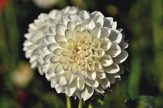 Dahlia Flower Season in India: Best Time to Plant and Care Tips ...