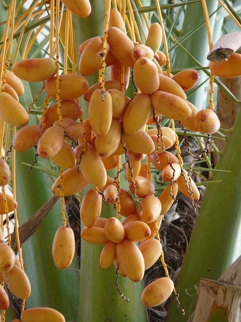 10 Types of Khajoor: From Medjool to Ajwa and Beyond” | | Gardening Bud