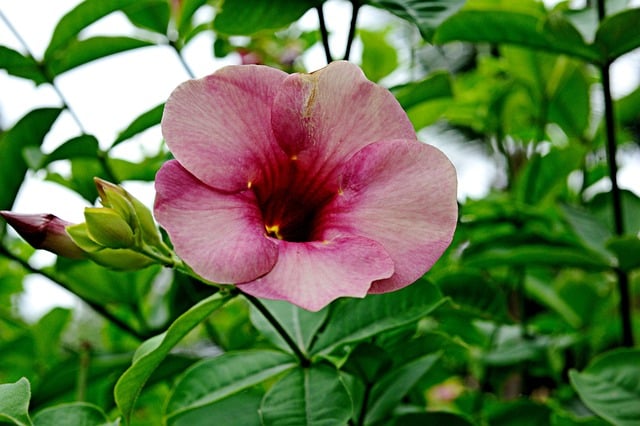 25 Creeper Flowering Plants in India: Stunning Varieties for Your ...