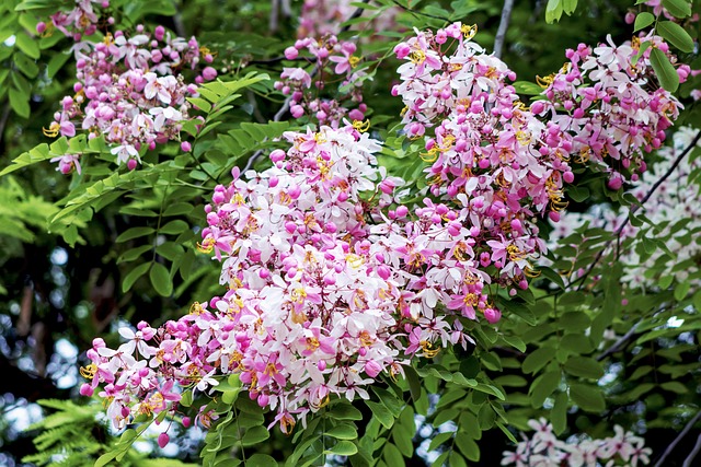 12 beautiful purple flowering trees in India. | Plants | Gardening Bud