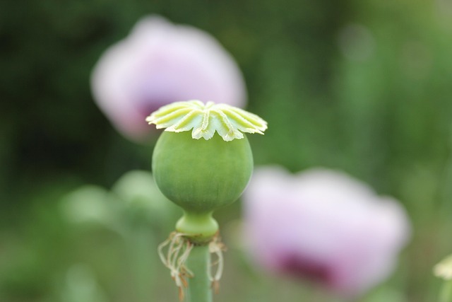 Poppy Flower Season in India: Blooming Months, Varieties and More ...
