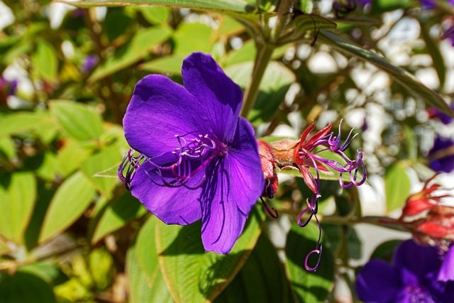 12 beautiful purple flowering trees in India. | Plants | Gardening Bud