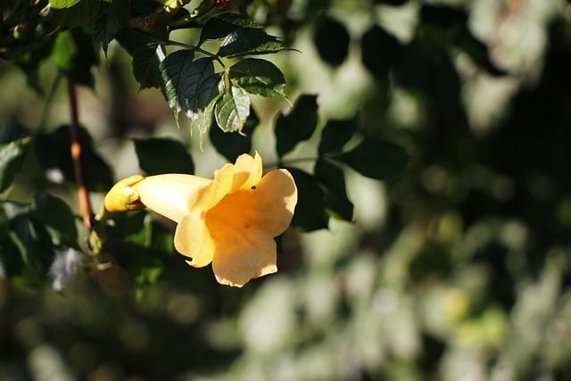 16 Stunning Yellow flower creeper for a Brighter Garden | | Gardening Bud