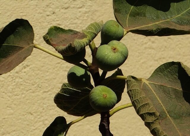 Anjeer Tree in India: A Complete Guide for Home Gardeners | Plants ...