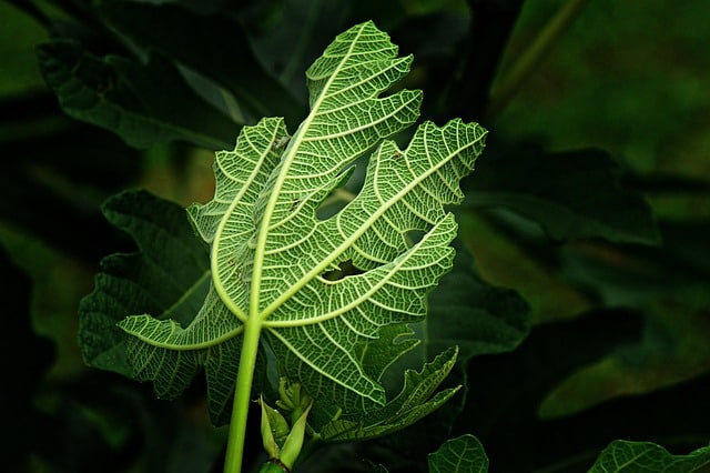 Anjeer Tree in India: A Complete Guide for Home Gardeners | Plants ...