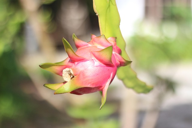 25 Tropical Fruits Name List with Pictures and Facts for Garden Lovers ...