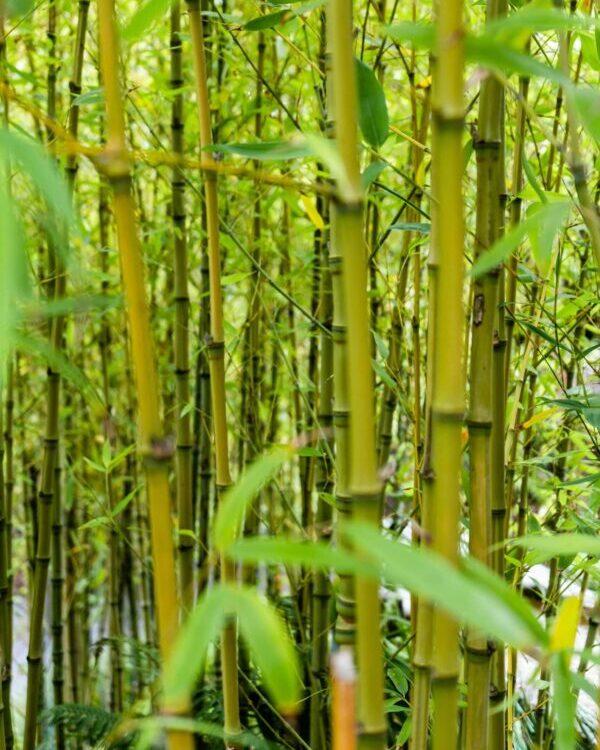 10 Bamboo Varieties in India: Types, Uses, and Growing Tips for Every ...