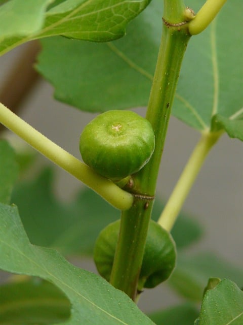 Anjeer Tree in India: A Complete Guide for Home Gardeners | Plants ...