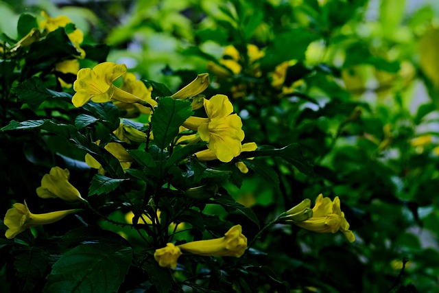 25 Creeper Flowering Plants in India: Stunning Varieties for Your ...